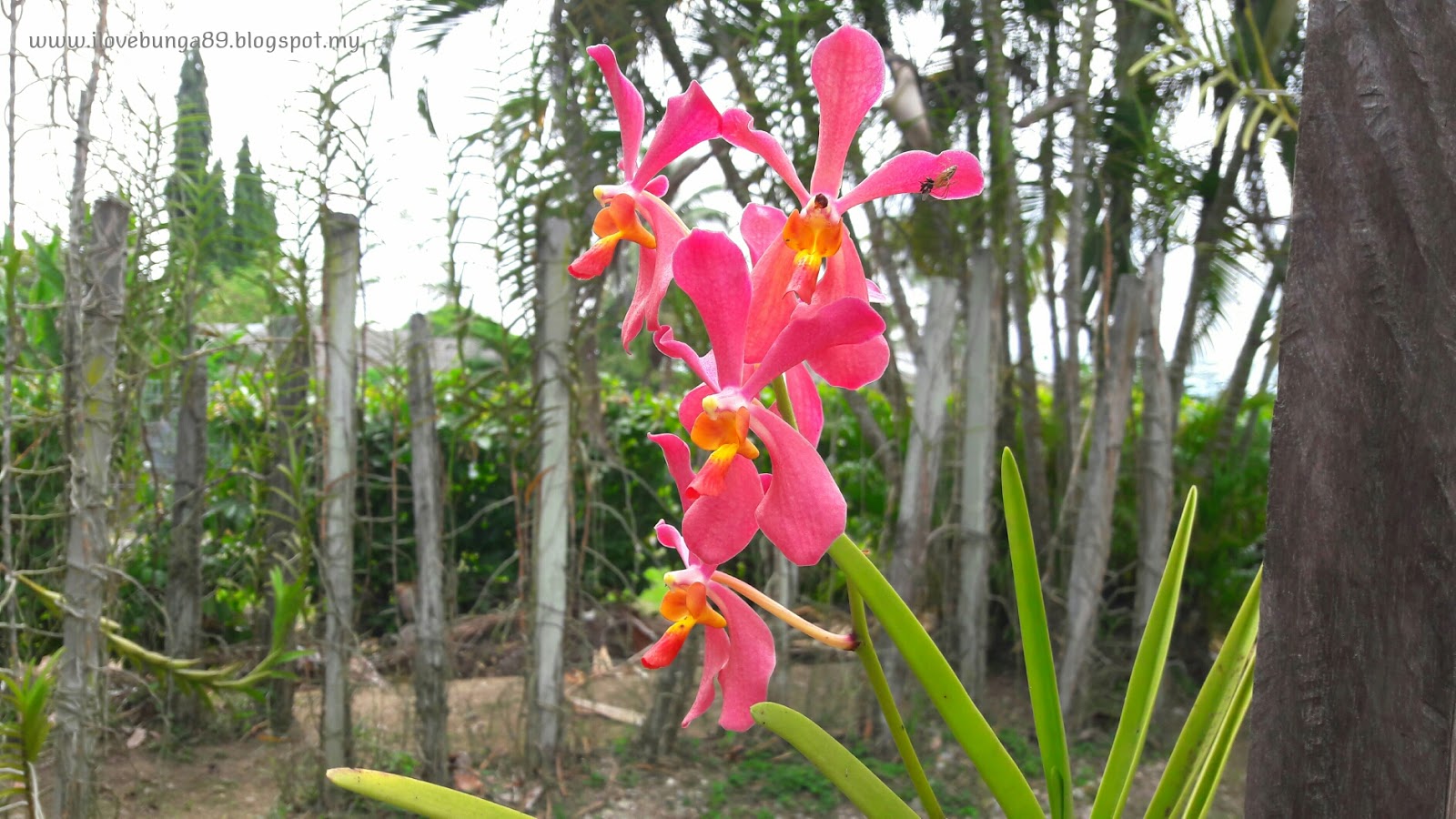 Bunga Orkid di Taman Pertanian, Tenom Sabah - yana ssurianah blog