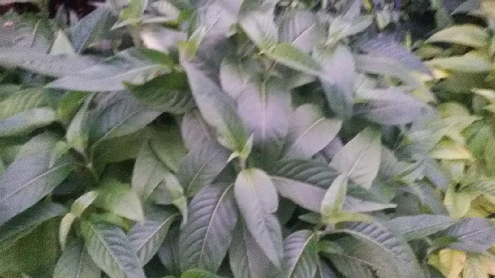 Yellapu Charitha: Multiple advantages of Addasaram plant in mosquitoes ...