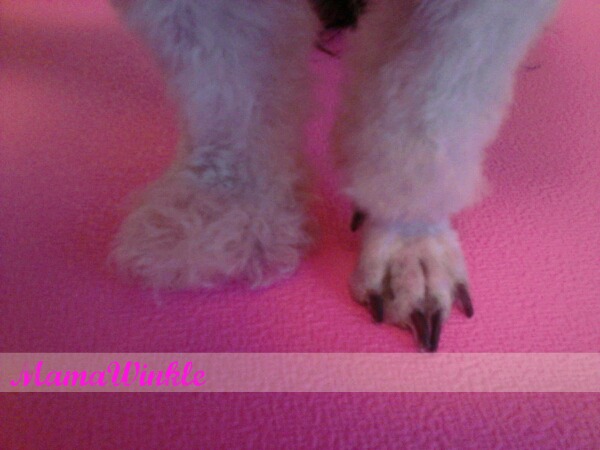 Mama Winkle tell's me so...: Grooming is vrooming...