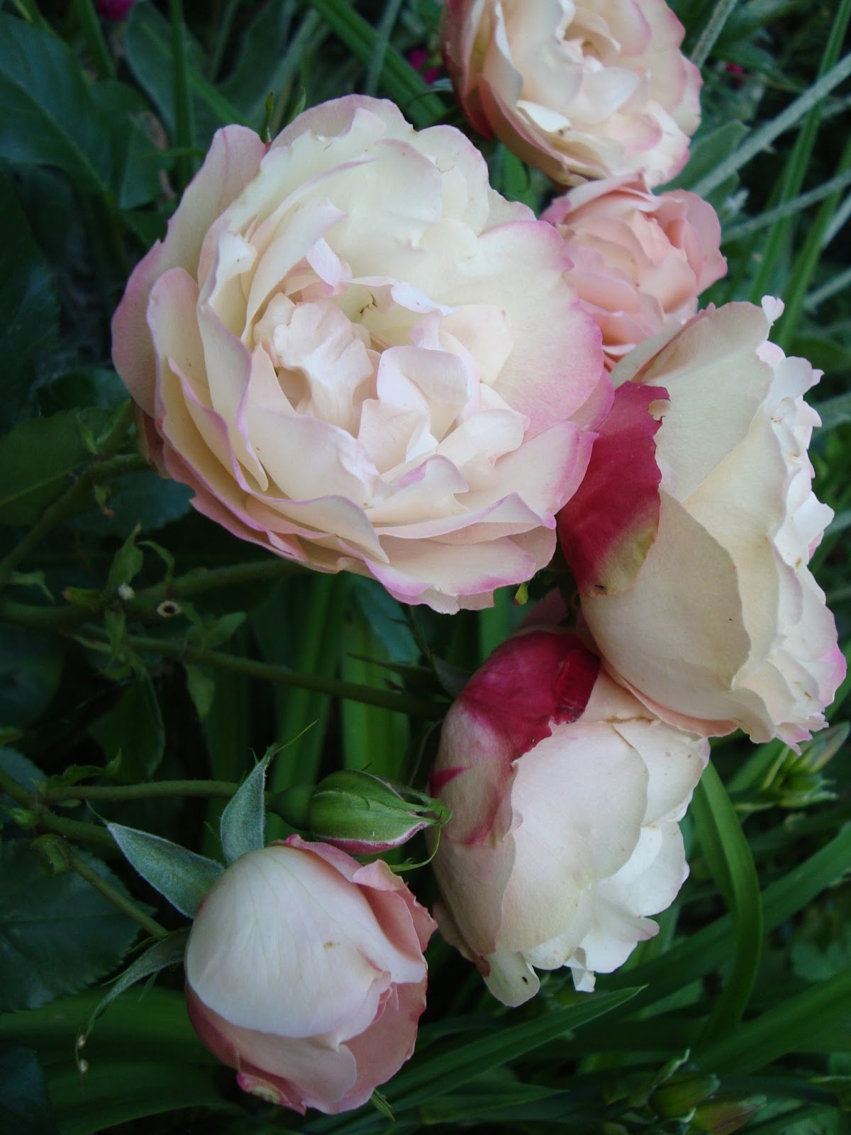 Passionnément jardin: Une rose, un rosier...Acropolis