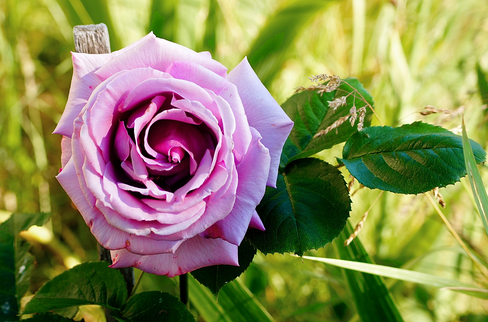 Victoria Daily Photo: July 2011