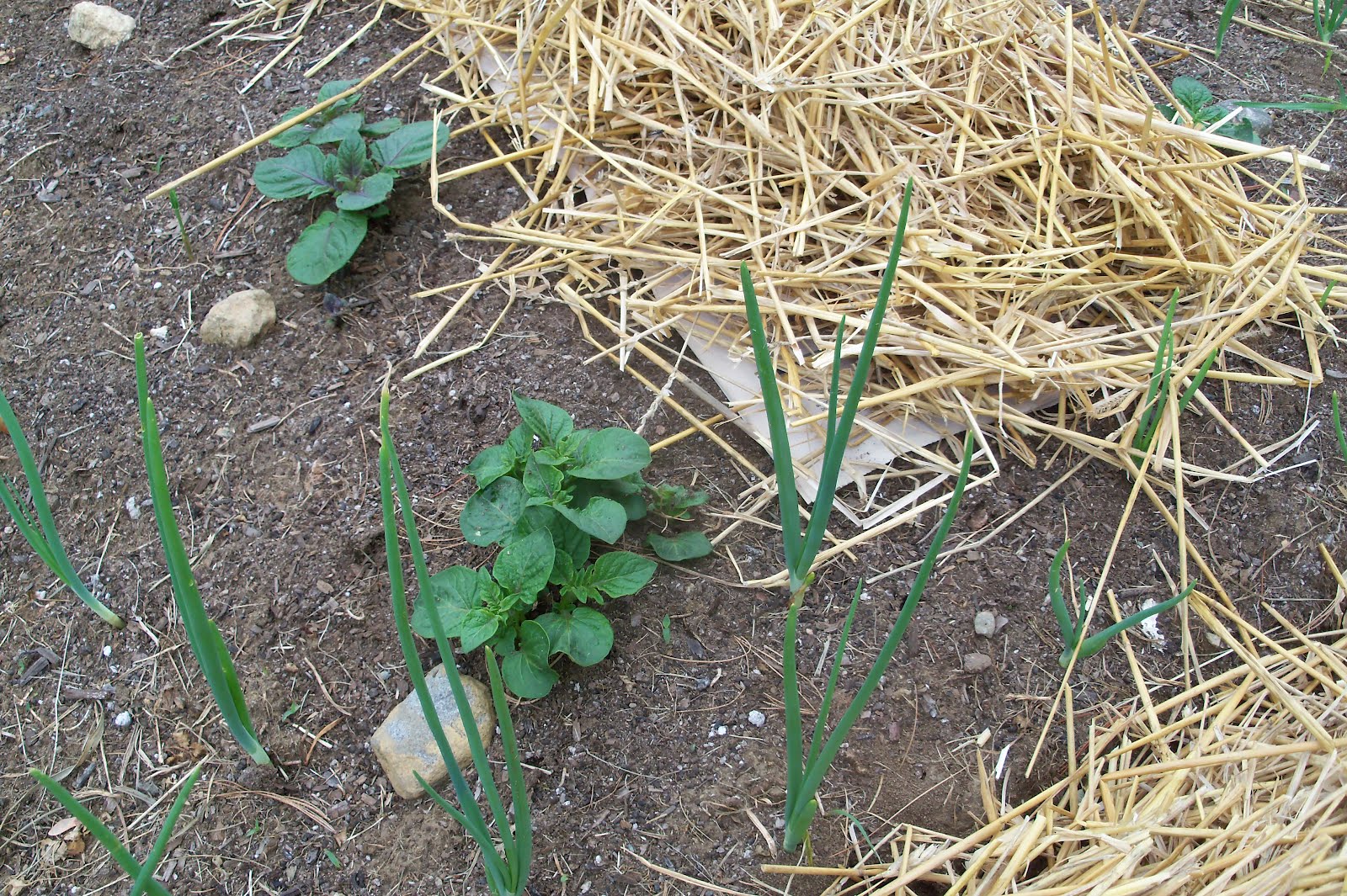 Gardenfarming All Mulches Are Not Created Equal gardenfarming-all-mulches-are-not-created-equal
