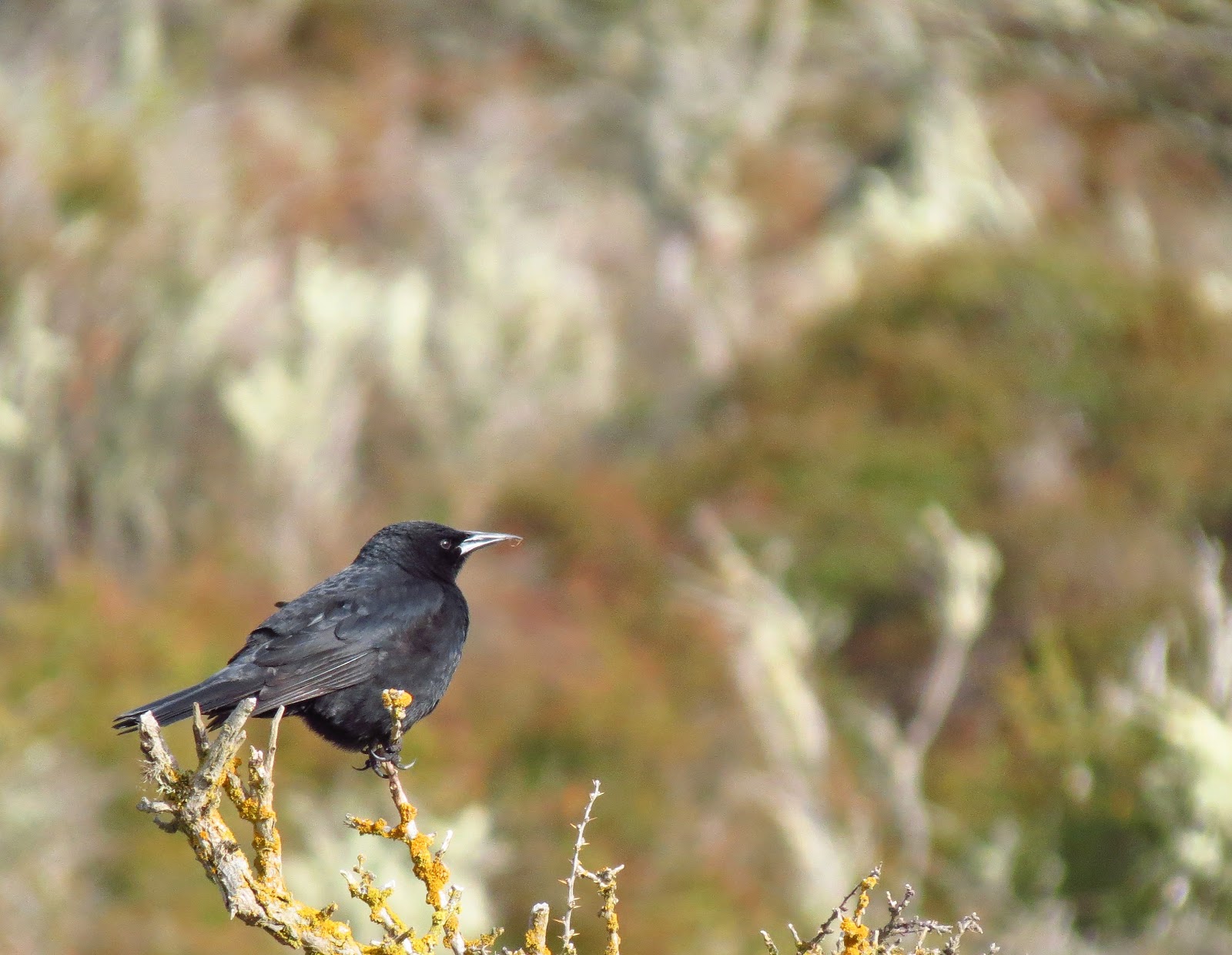 Aves Australes: Tordo