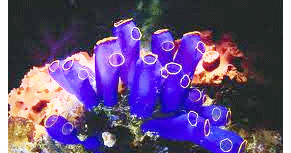 Kelas Alga Biru Atau Cyanophyceae - Biologisites