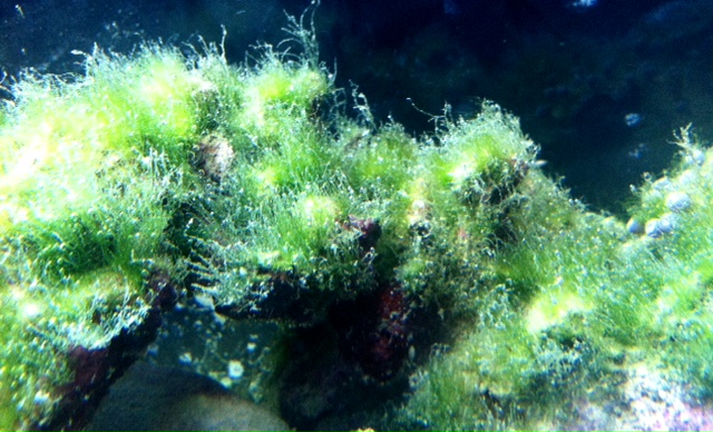 Turf Algae? - Disease & Pest Treatment - Nano-Reef.com Forums