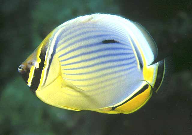 D' Ocean Aquarium: Ikan Kepe kepe (Butterfly Fish)