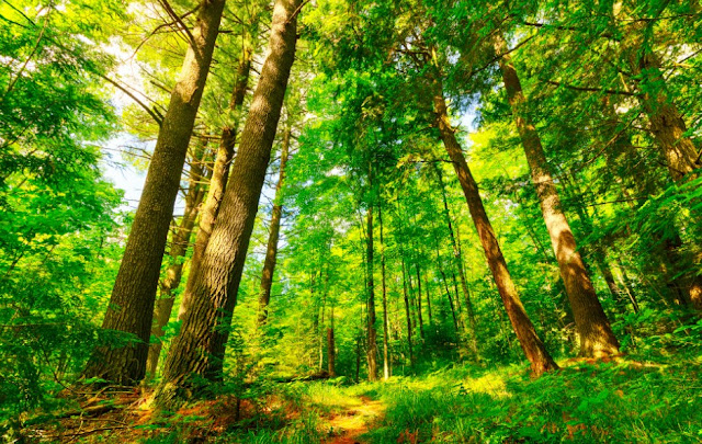 Fungsi dan manfaat hutan secara Ekonomi,Klimatologis dan Ekologis ...