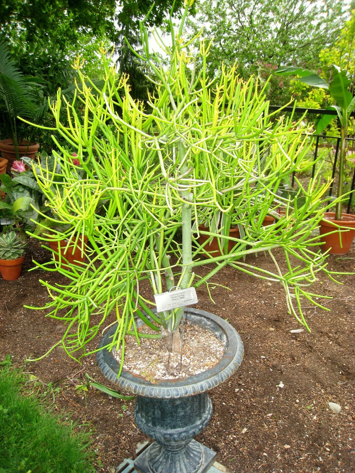 Botanical discoveries: Euphorbia Wich In Some Countries have A Funny ...