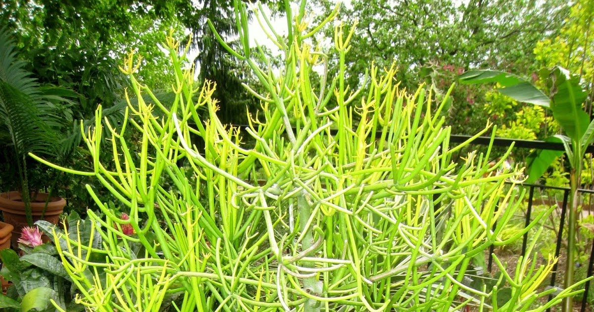 Botanical discoveries: Euphorbia Wich In Some Countries have A Funny ...