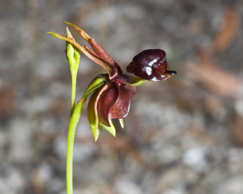 The Flying Duck Orchid - Australia's Other Amazing Anatine Attraction ...