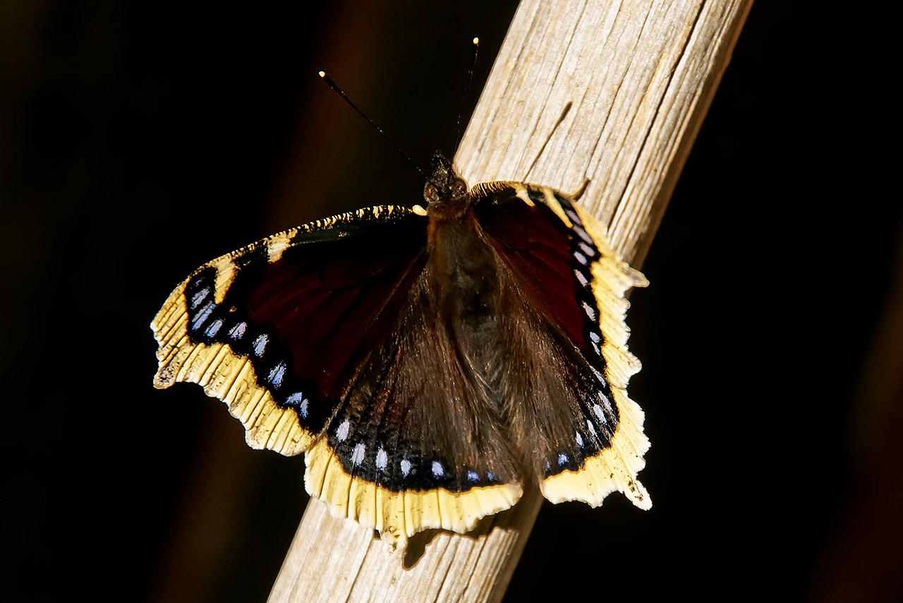 Aurum Signum: Perhosia