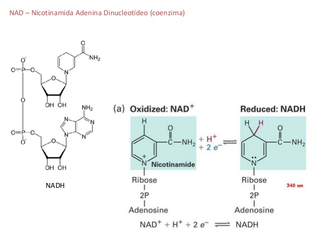 Sala BioQuímica: Nucleotídeos e metabolismo energético. NAD, FAD, NADP e ATP
