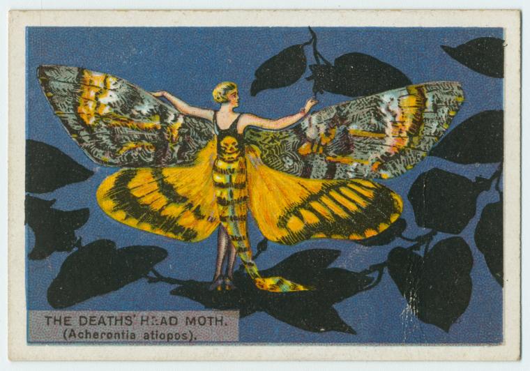 ITSBOSSY: The Death's Head Moth.