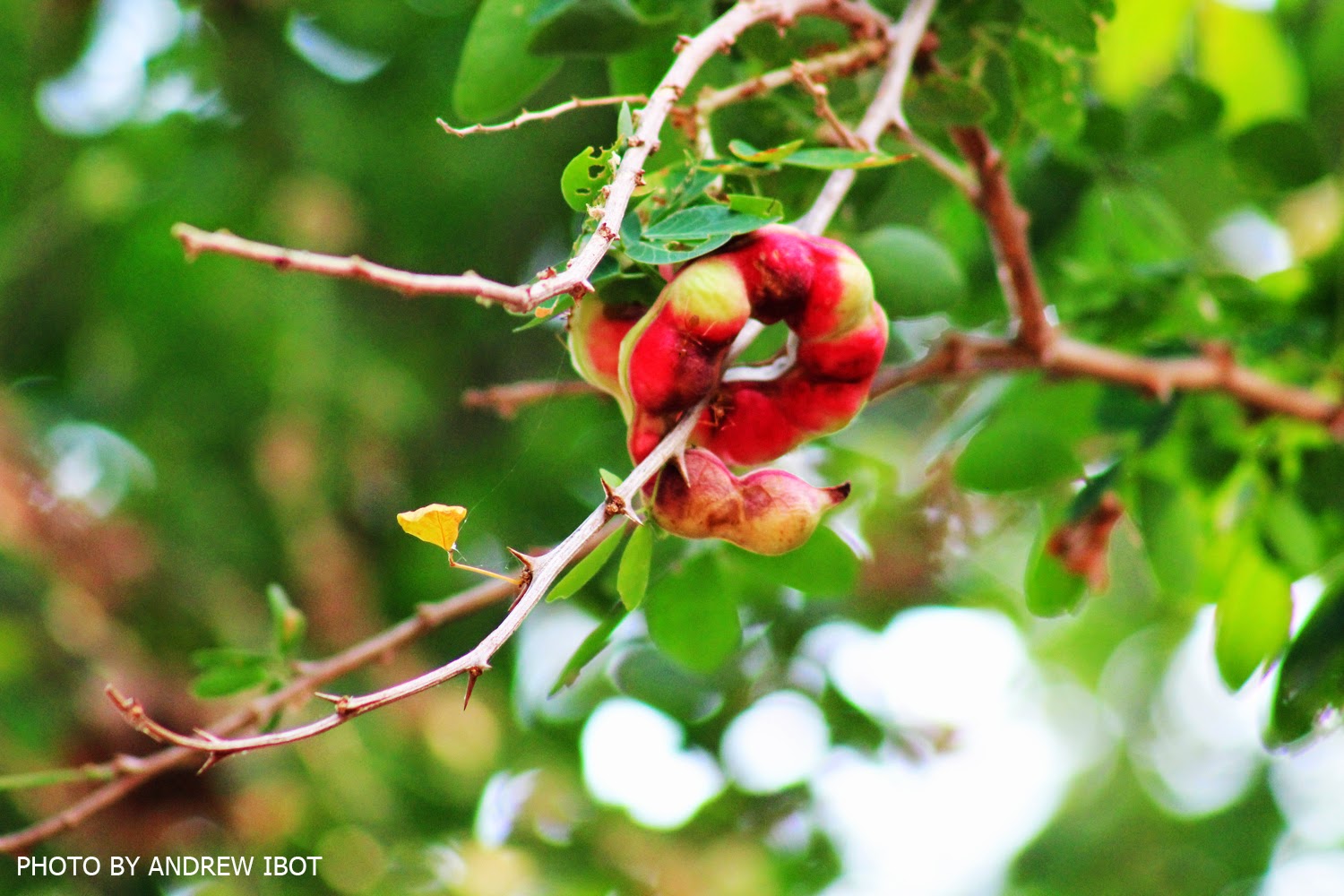 Ako si ANDREW IBOT!: Kamatsili (Pithecolobium dulce (Rozb) Benth)