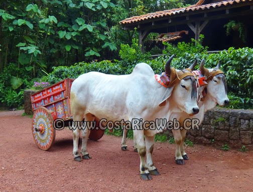Natalia Soto Vilchez: Carreta Típica, Símbolo Nacional del Trabajo de ...