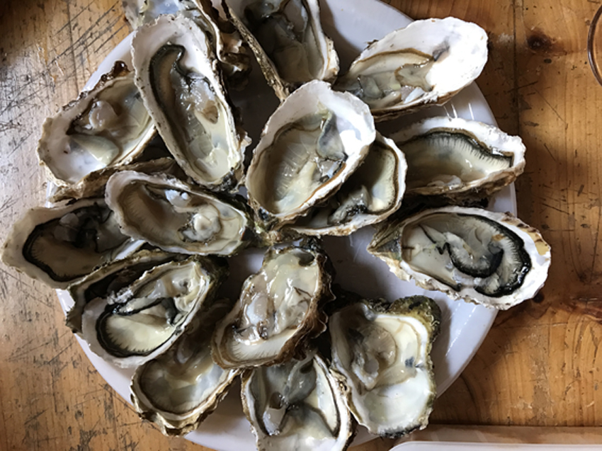 IMAGINE: MIS PAPILAS GUSTATIVAS 4