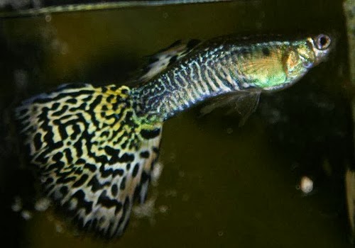 Guppy Fish (Poecilia reticulate) | TROPICAL FISH