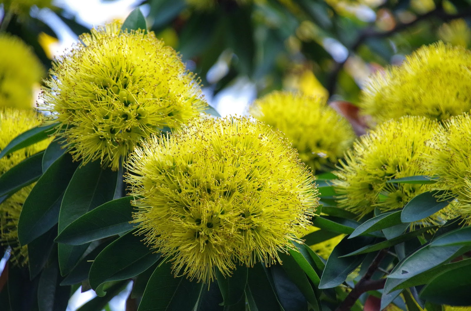 Trees and Plants: Golden Penda