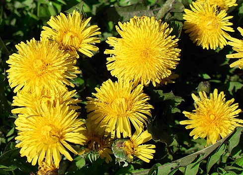 Pinkertons kåseriblogg: MASKROSOR ÖVERALLT