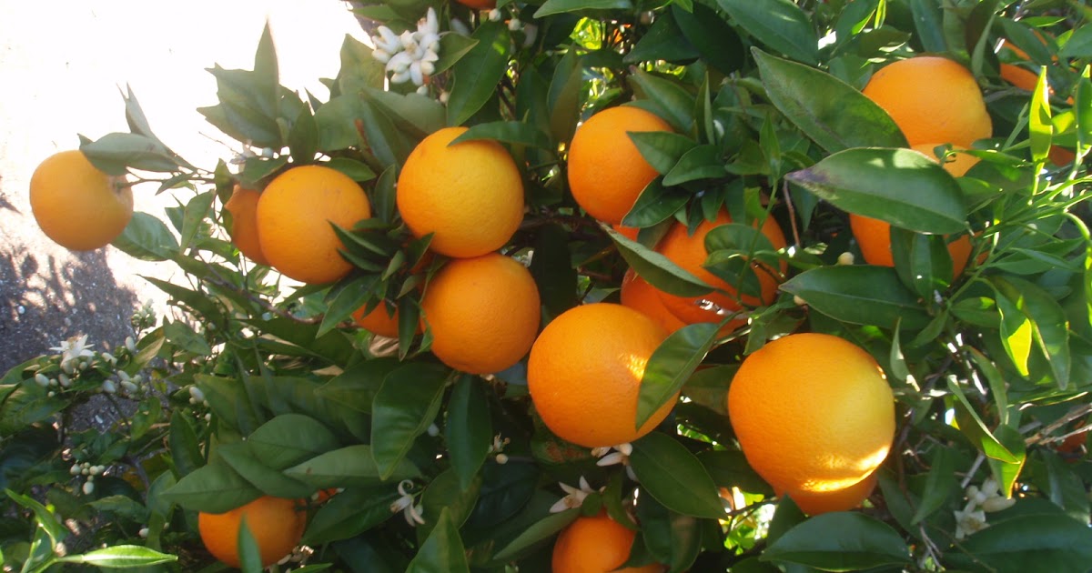 Jaime Torres Bodet-Naranjas
