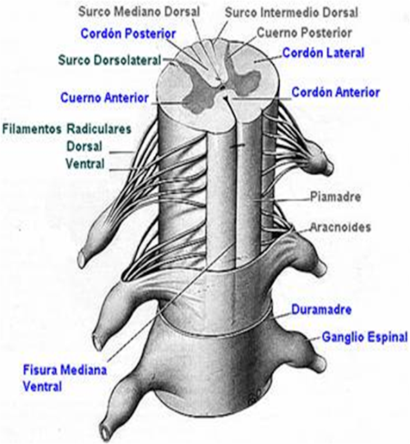SISTEMA NERVIOSO (BIOMECANICA-FISIOLOGIA-MORFOLOGIA)