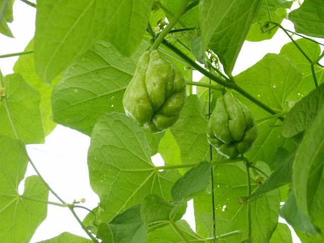 ArteSanos de la Salud: Guatila o chayote para adelgazar y sus ...