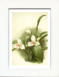 jjjewel.resimlerim: ÇİÇEK TEMALI RESİMLER