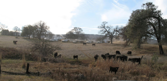 Yuba Trails and Tales: THE SPENCEVILLE WILDLIFE AREA: ROLLING HILLS ...