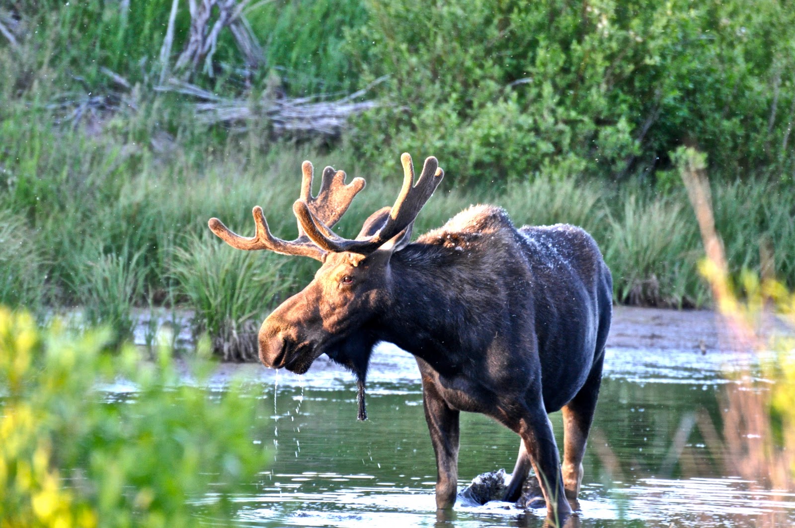 Cody Burnett Travel: Wild moose in the Grand Teton Mountain's