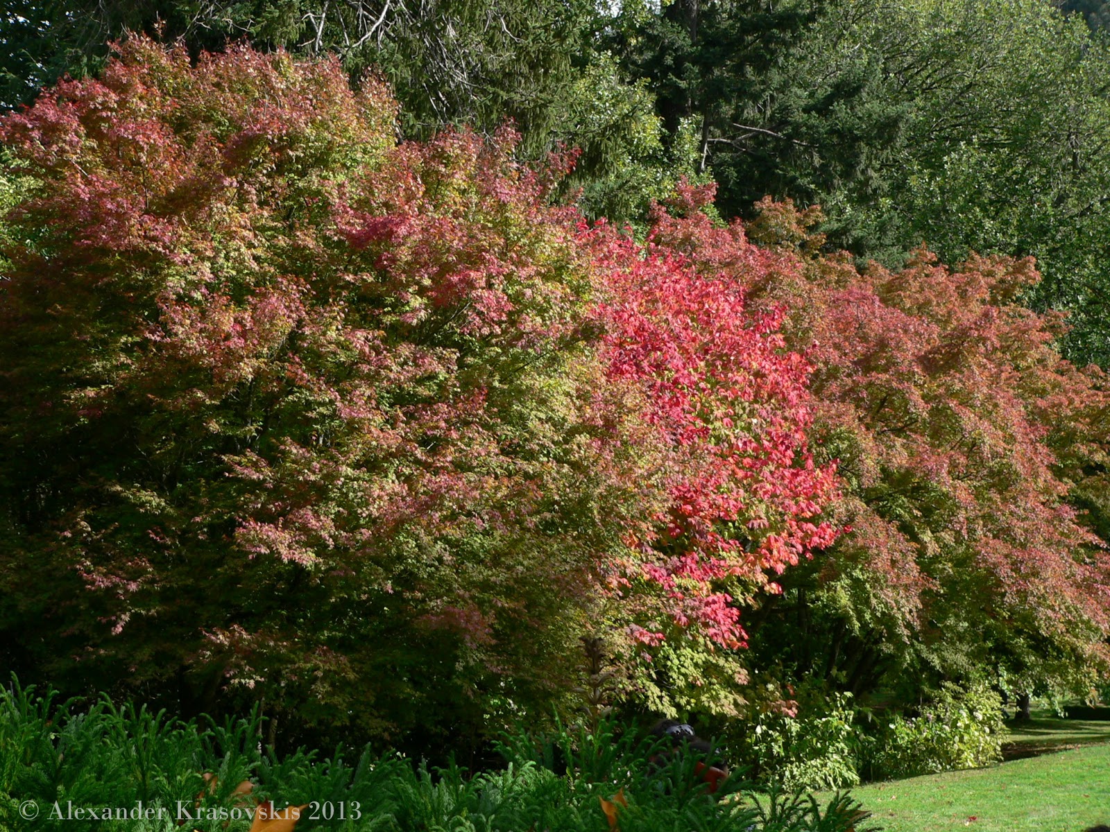 Aggregata Plants & Gardens: Visit to the historical Cameron Lodge ...
