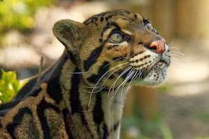 BERITA KALIMANTAN: Macan Dahan Kalimantan