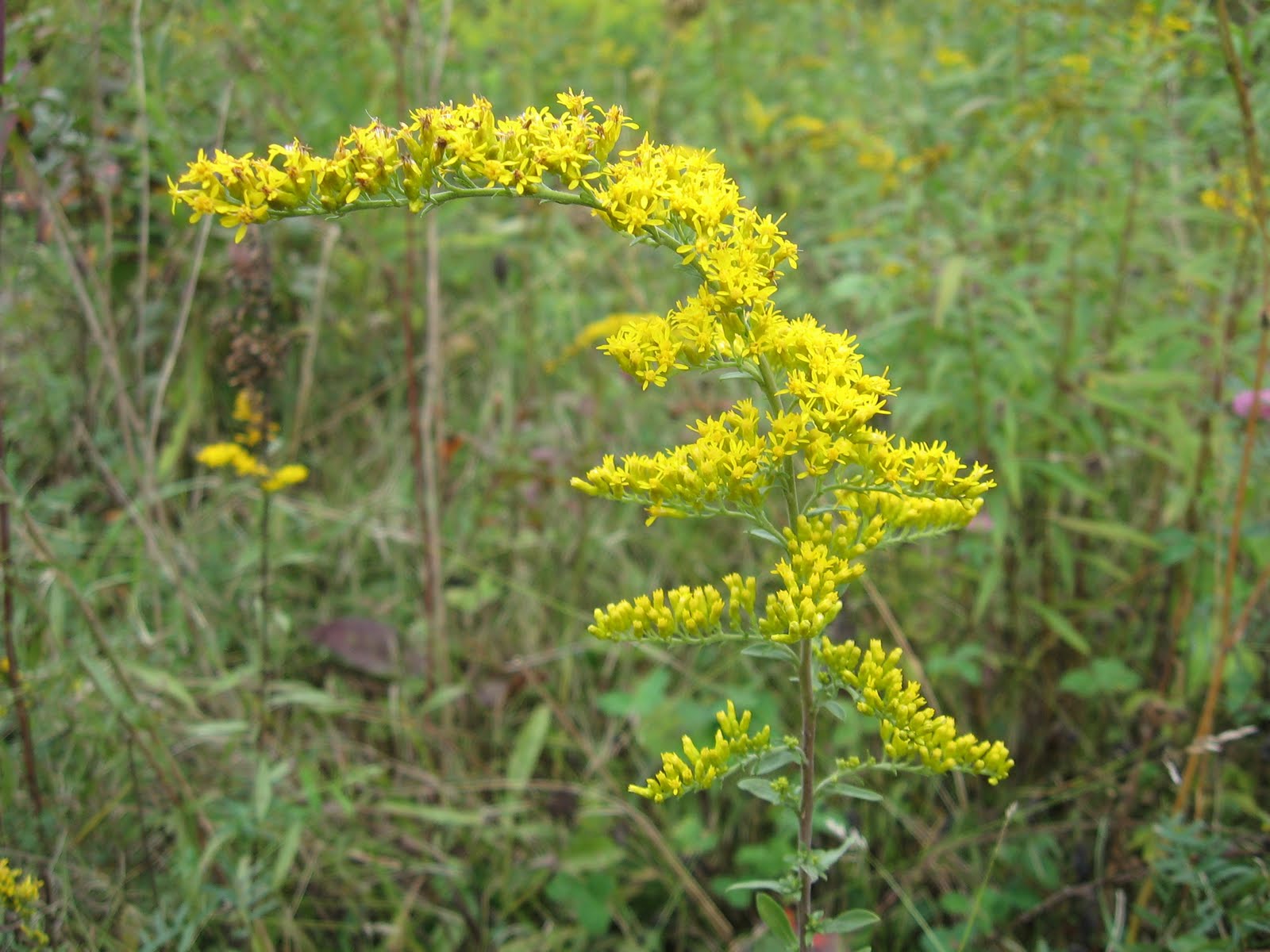 Tangled Web: Getting a Grip on Goldenrods