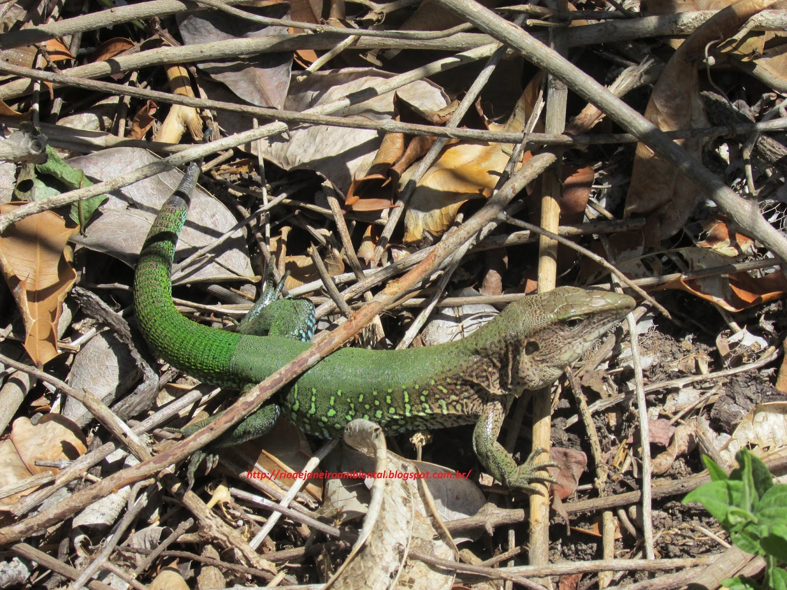 Fauna da Mata Atlântica Estado do Rio de Janeiro: Calango Verde ...