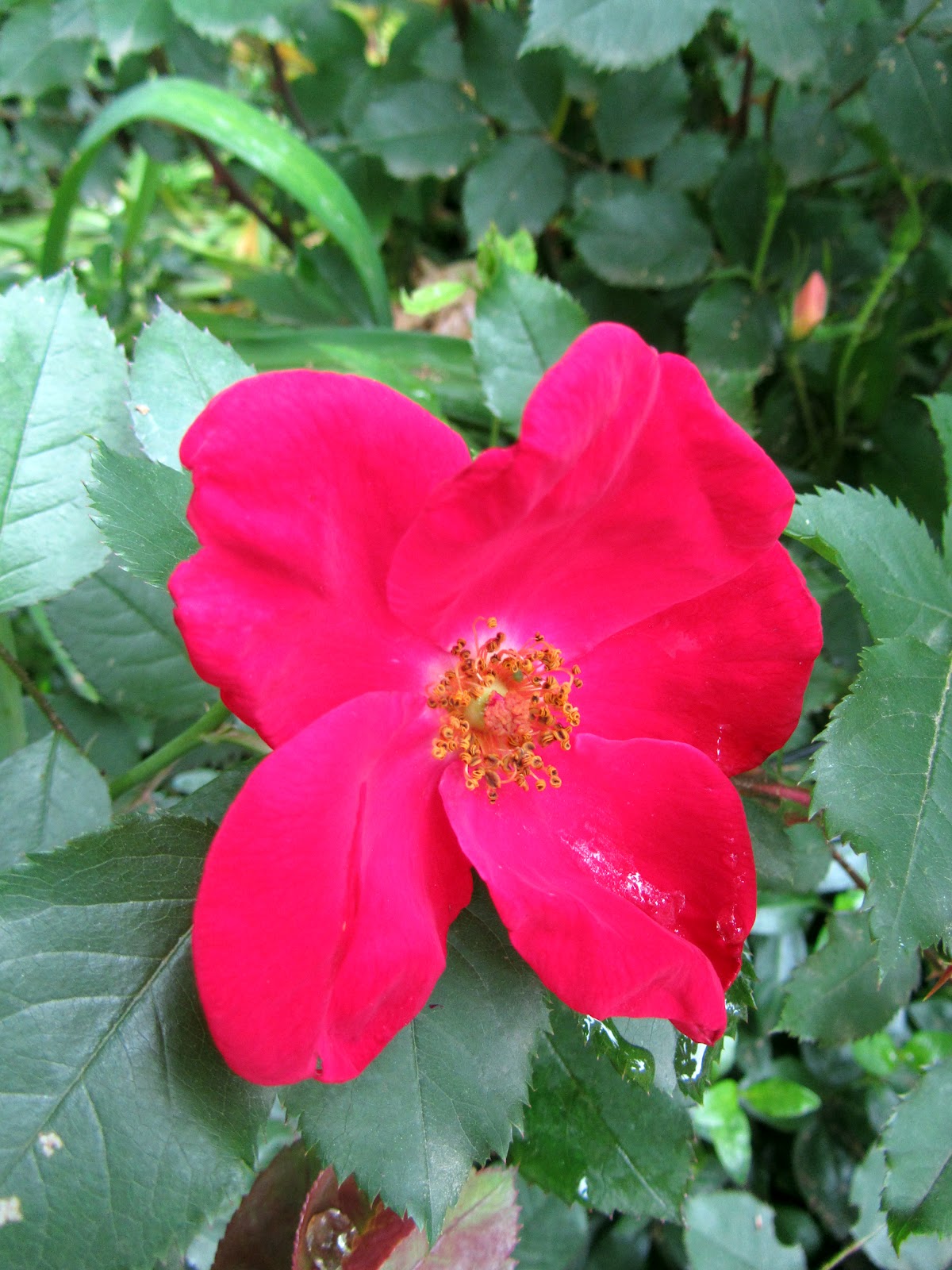 Gatsbys Gardens: Jun 3, 2012