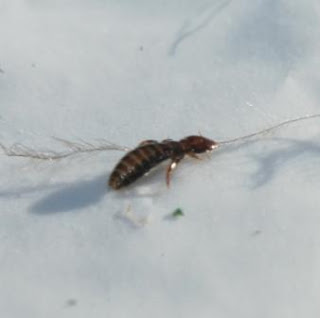 The Nature of Robertson: April 2013