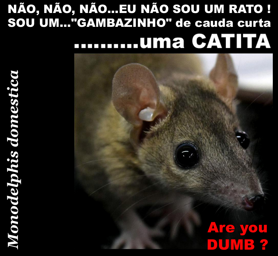 ARCANO Nelson Gomes - MAMMALIA...incluindo Monodelphis: O QUE É UMA ...