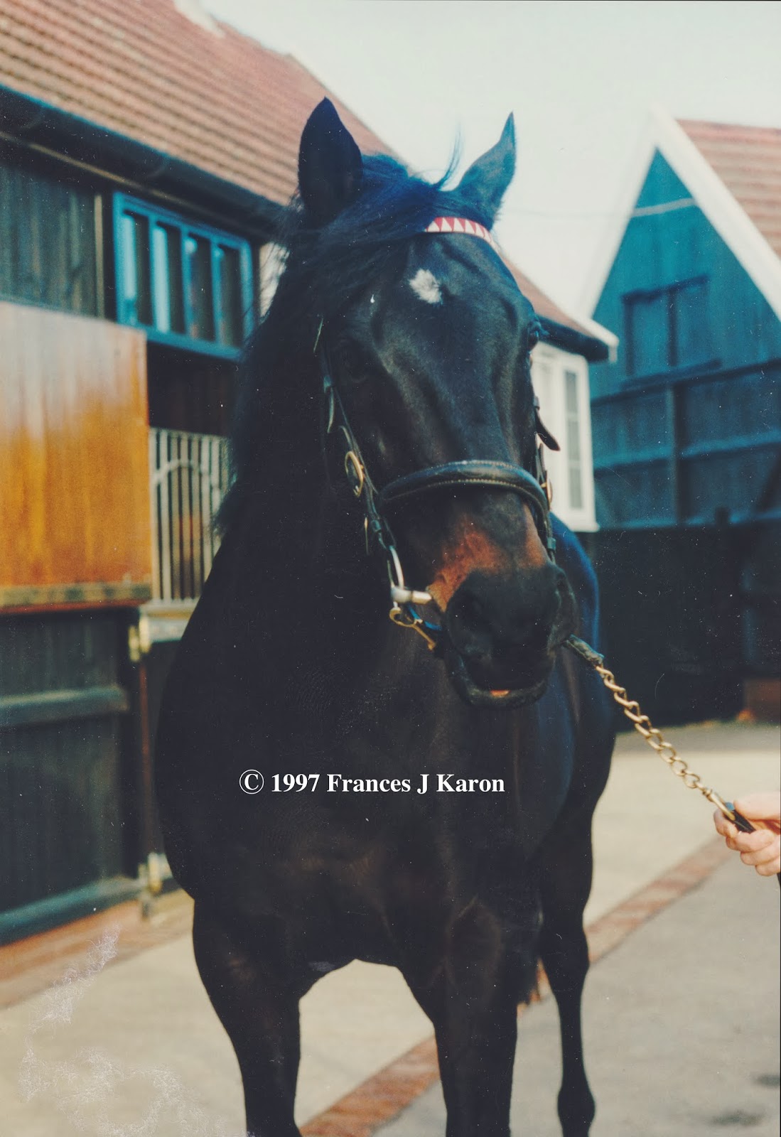 Running Rough Shod: Germany's new stallion Maxios has maximum sire ...