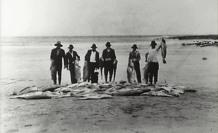 Shellharbour's Local History Blog