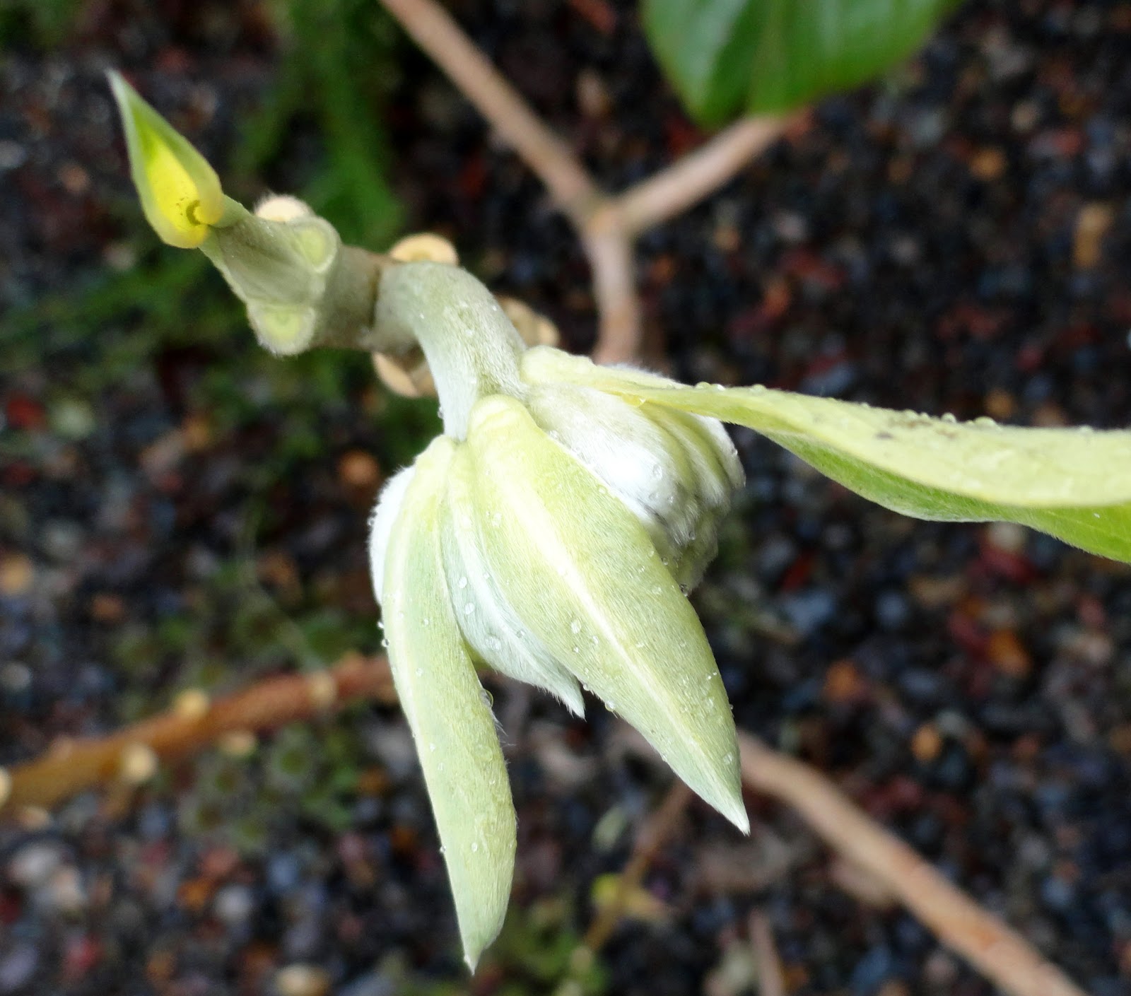 danger garden: Edgeworthia chrysantha…my favorite plant in the garden ...
