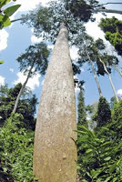 Okoubaka aubrevillei