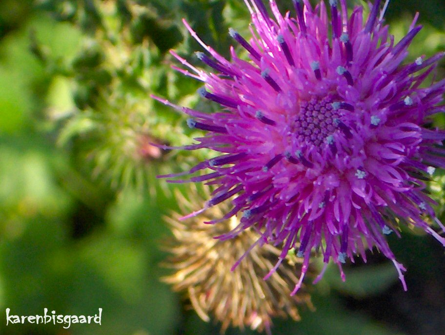 Karen`s Nature Photography: Full Blooming Thistle Flower.
