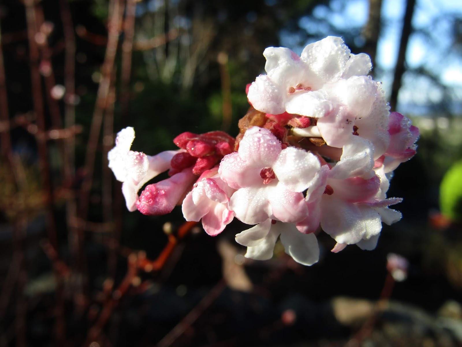 Alyson in the Garden