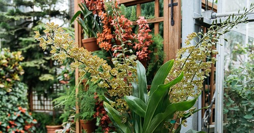 The Orchid Column: A Summer Tour