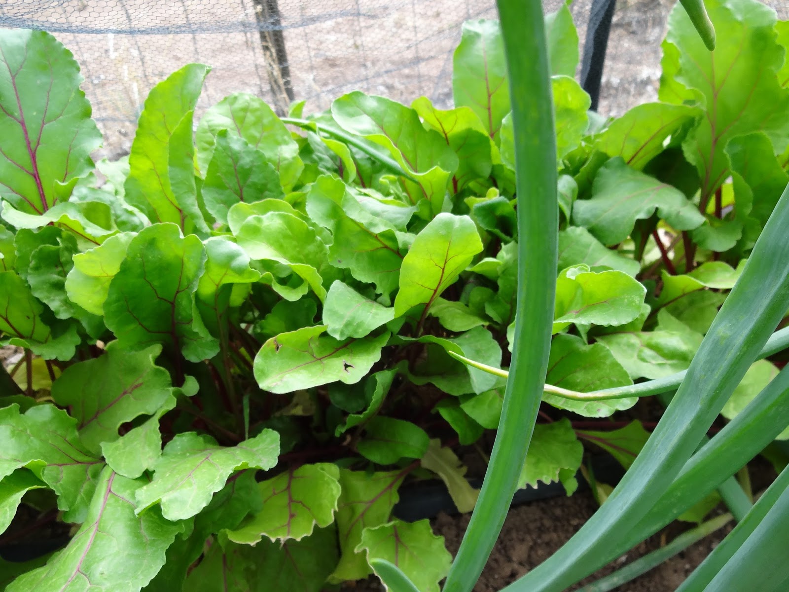 The Scientific Gardener: 7/1/13 - 8/1/13