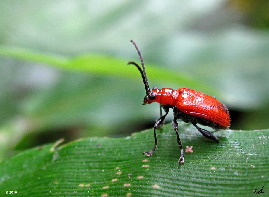 Indonesian Bugs & Others: Beetles from Dago Pakar
