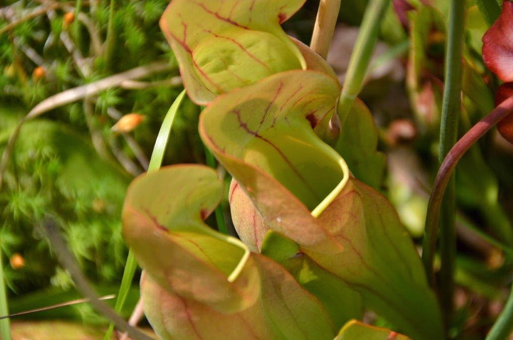 IVN-Amstelveen Natuurgidsencursus 2014-2015: vleeseters bij de ...