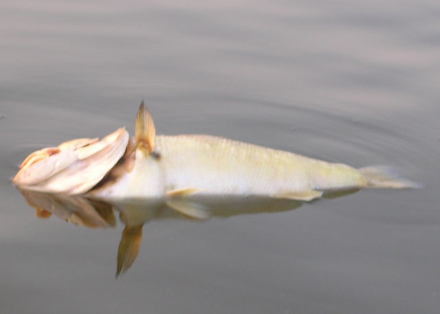 "IN-THE-BORO" News, Video and Commentary: Jackson County Commission ...