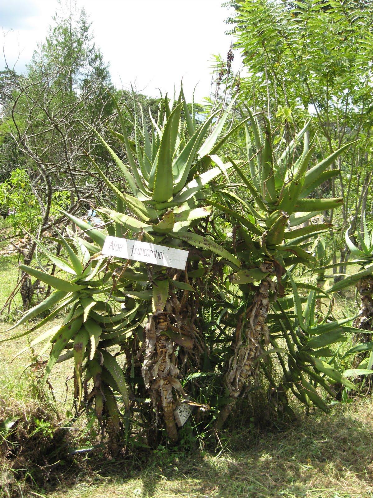 Kenya IUPUI 2011: Kitale Conservancy: Kitale, Kenya