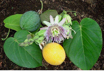 Fruit Warehouse: Barbadine ( Passiflora ligularis )