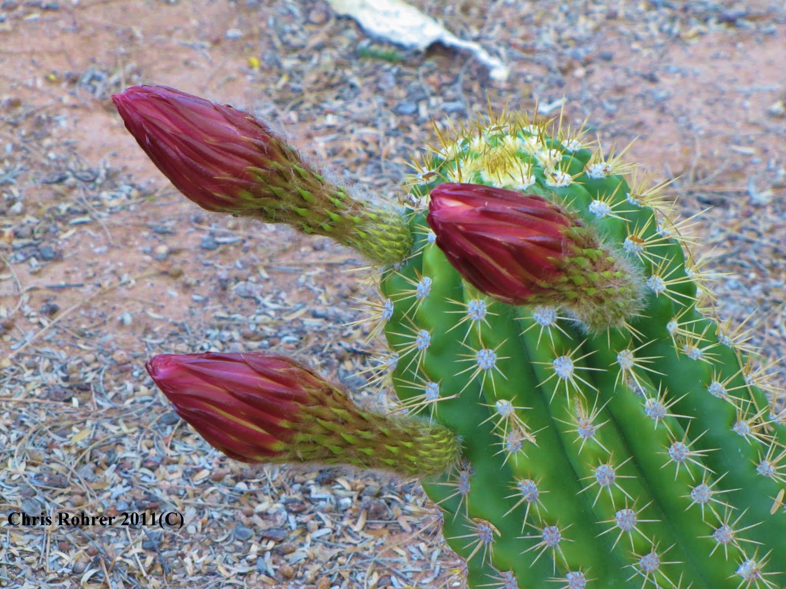 Las Aventuras: Argentine Giant Cactus